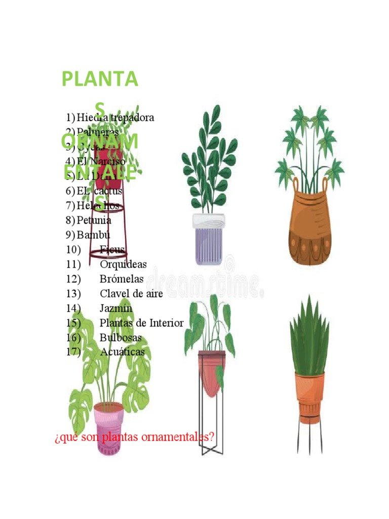 Plantas Ornamentales y sus Beneficios | PDF | Helecho | Botánica