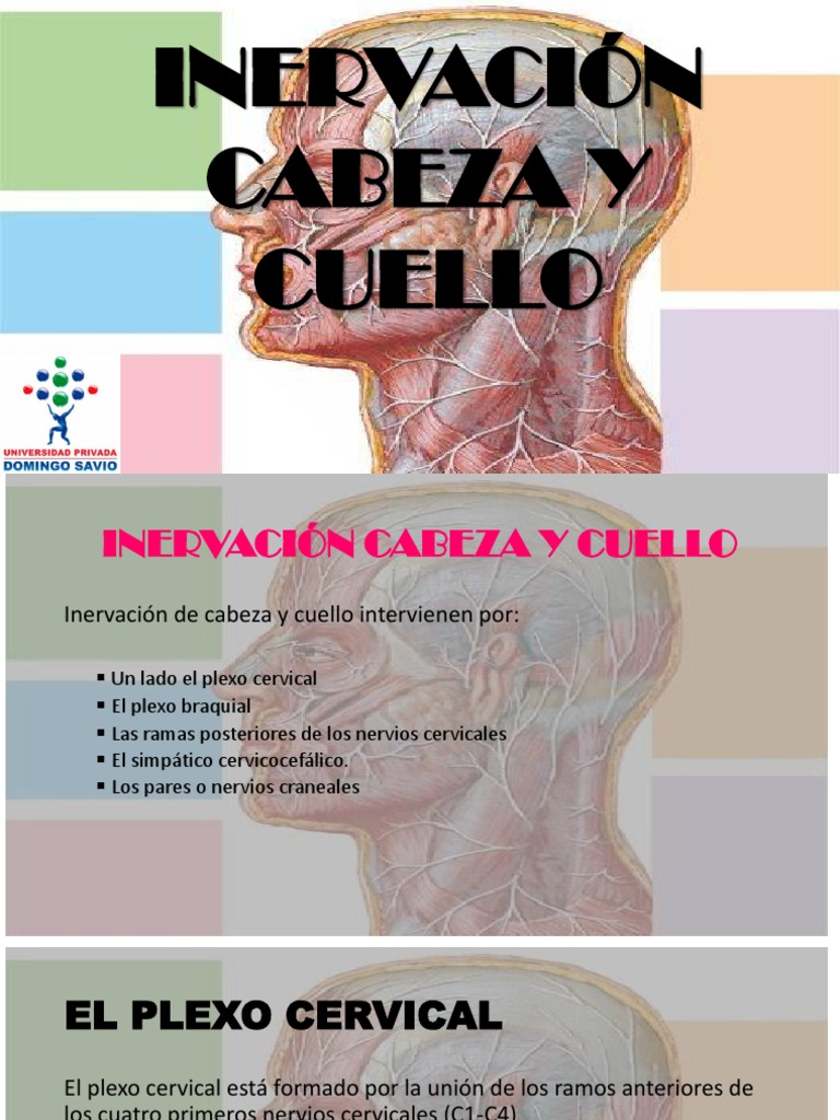 Inervación Cabeza y Cuello | PDF | Sistema nervioso | Sistema ...