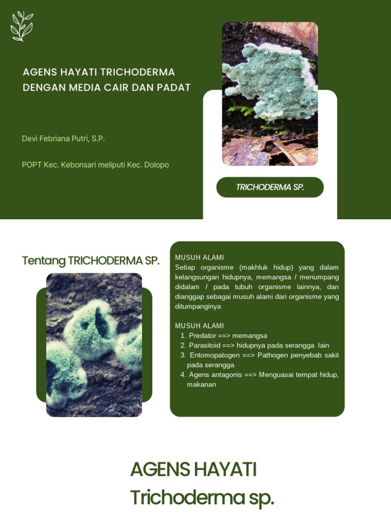 Agens Hayati Trichoderma | PDF
