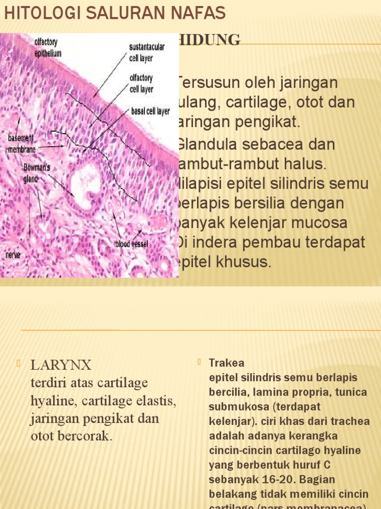 Histologi Pernapasan | PDF