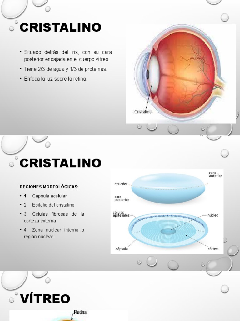 4 CRISTALINO y retina | PDF