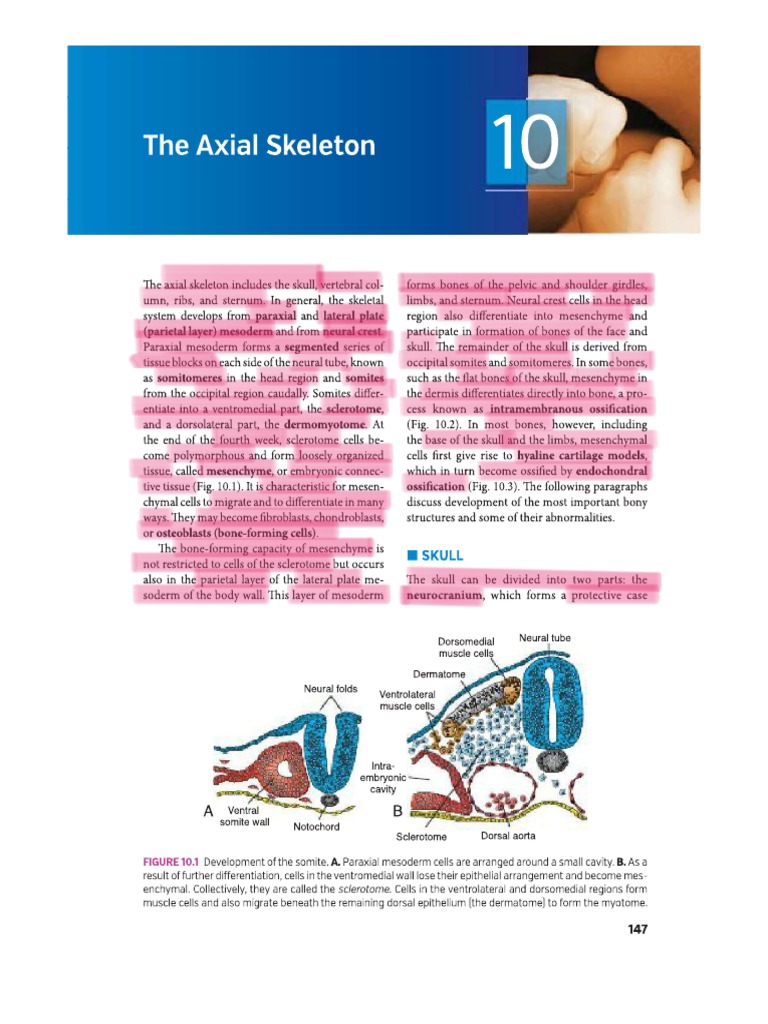 Embryology of The Axial Skeleton | PDF