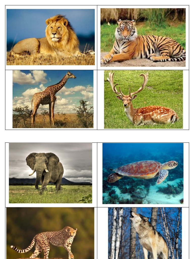 Animals To Print | PDF