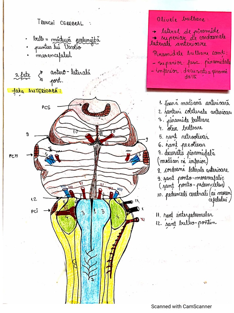 Trunchi Cerebral. Emisfere Cerebrale. Sistem Vegetativ | PDF