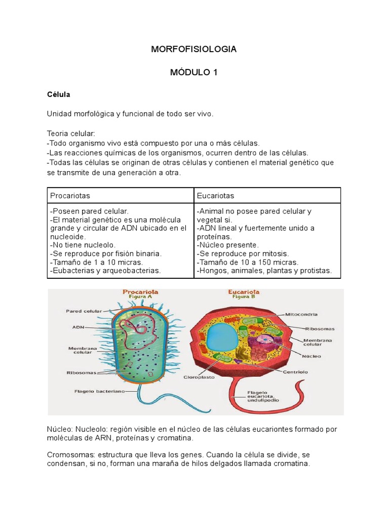 Morfo 1 | PDF | Biología Celular) | Adn