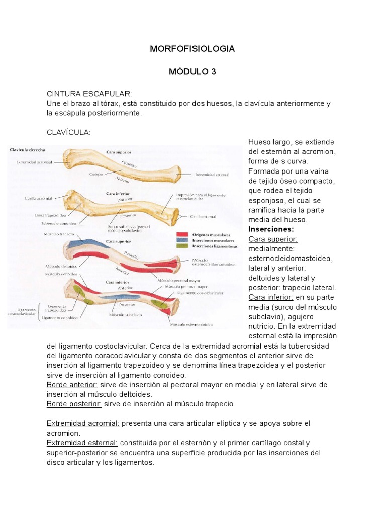Morfo 3 | PDF | Articulación | Anatomía