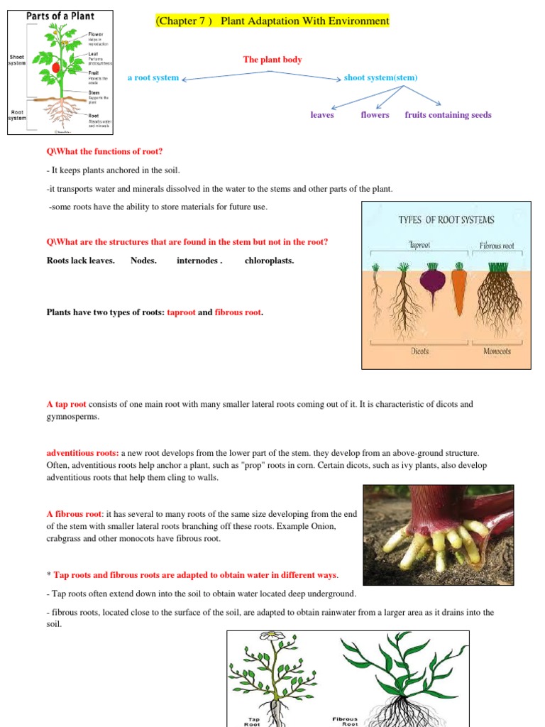 Chapter 7 A Root | PDF | Root | Plant Stem