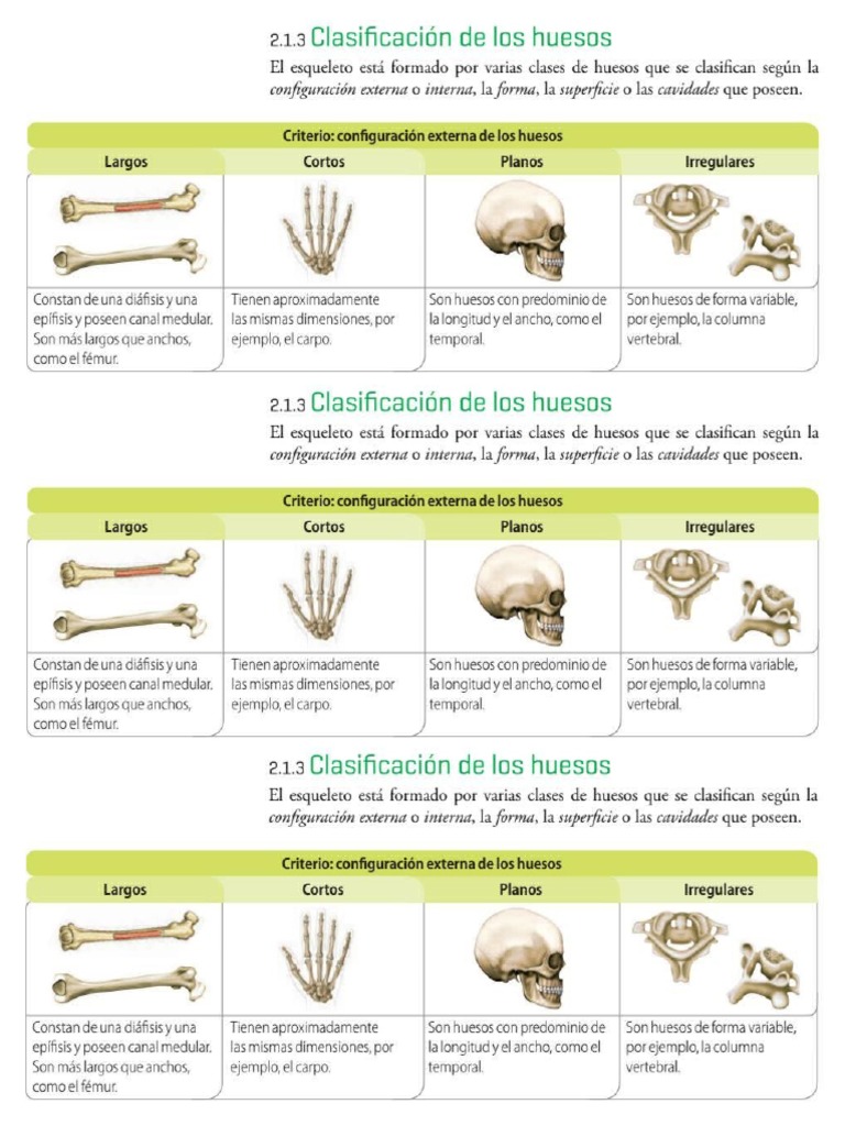Clasificación de Los Huesos | PDF