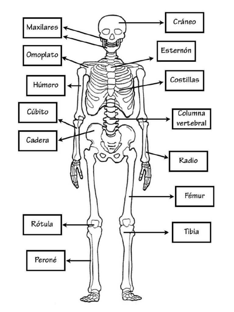 El Esqueleto Humano | PDF