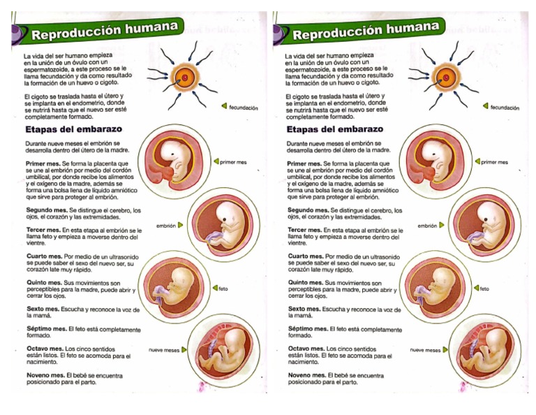 La Reproducción Humana | PDF