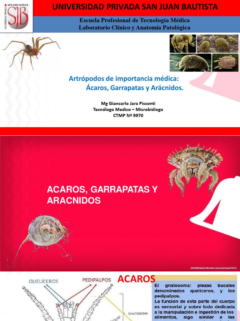 15 Practica - ACAROS, GARRAPATAS, ARACNIDOS | PDF | Medicina CLINICA ...