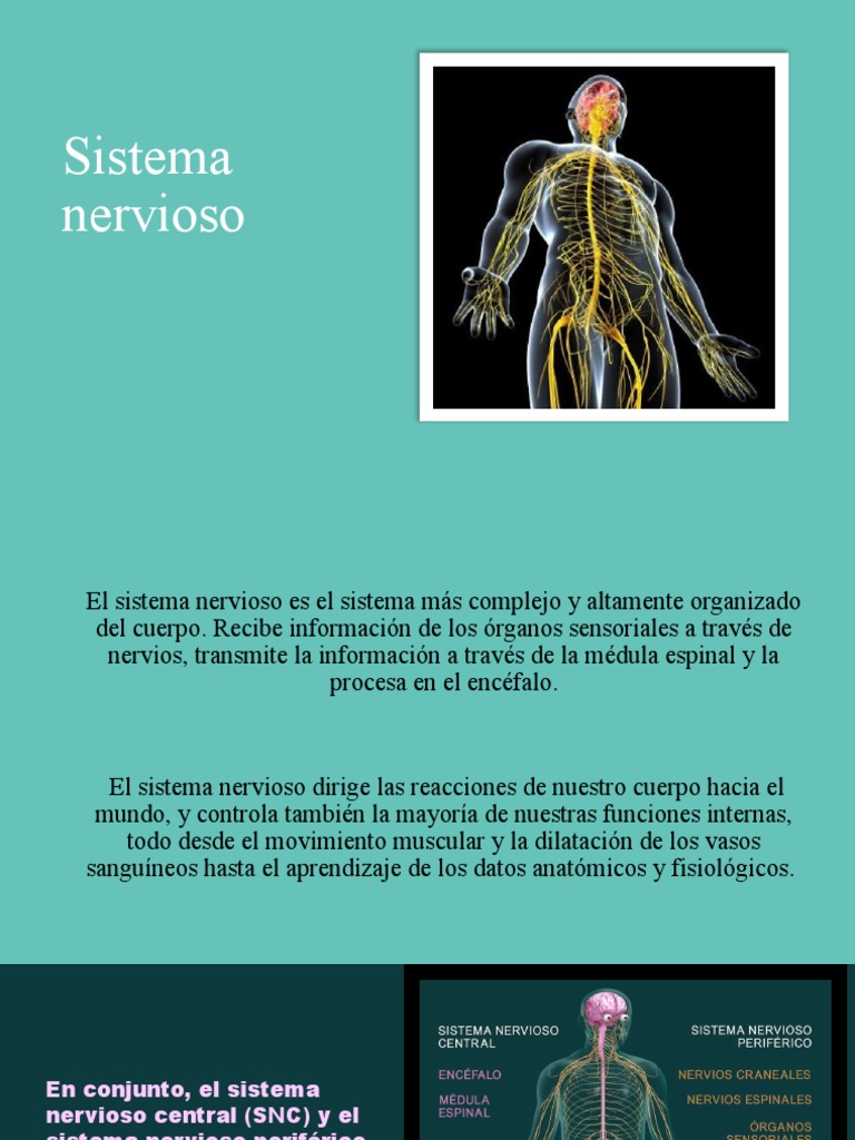Sistema Nervioso | PDF | Sistema nervioso | Cerebro