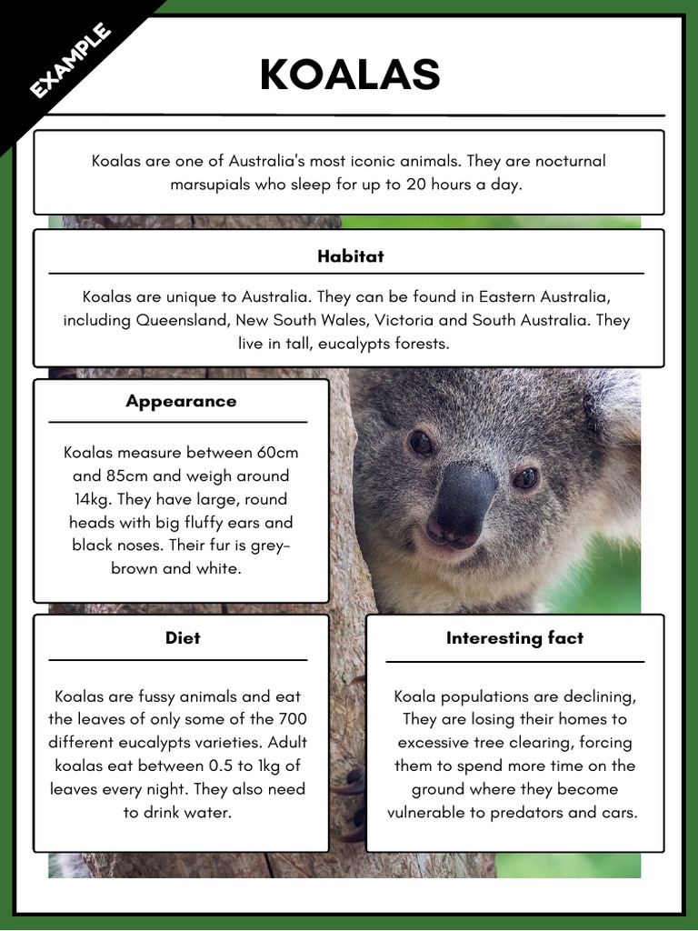 Koala Information Report Template | PDF | Koala | Mammal Orders