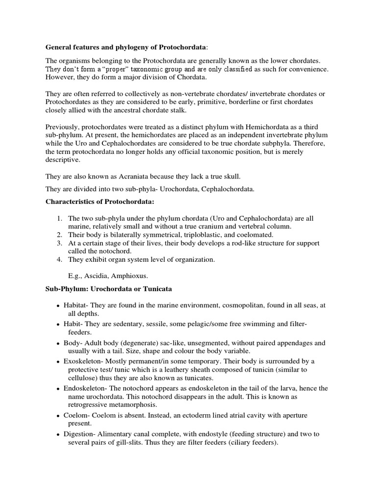 Protochordata-Characters & Phylogeny | PDF | Chordates | Anatomy