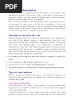 Sponge Body Plans: Asconoid Explained | PDF | Sponge | Cell Biology