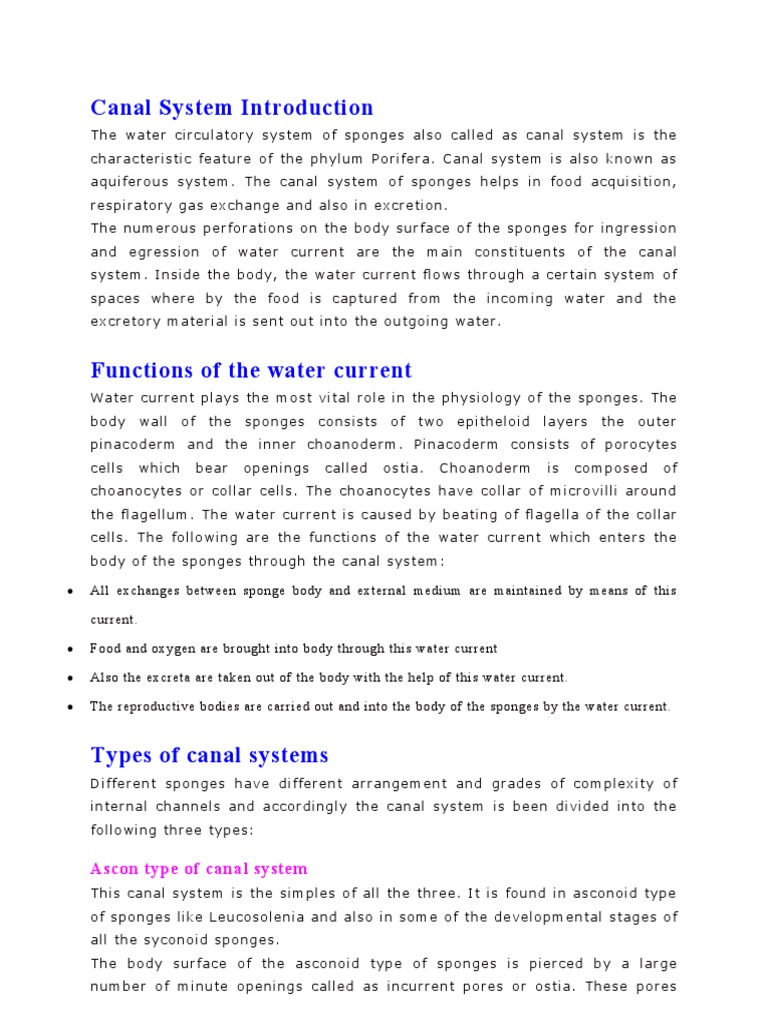 Wanater Canal System of Sponges | PDF | Sponge | Organisms