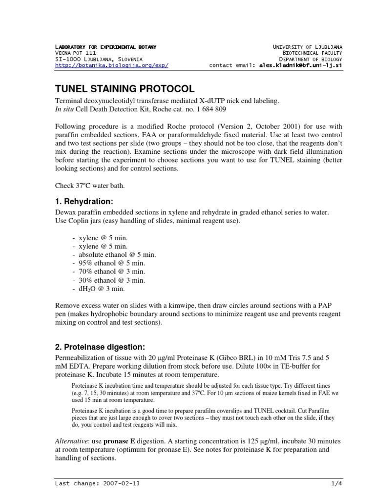 TUNEL Staining Protocol | PDF | Staining | Dapi