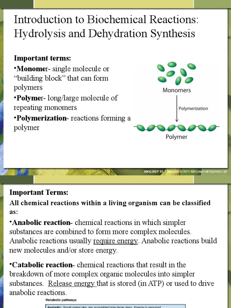 1.3a Intro To Hydrolysis and Dehydration Synthesis | PDF | Science ...