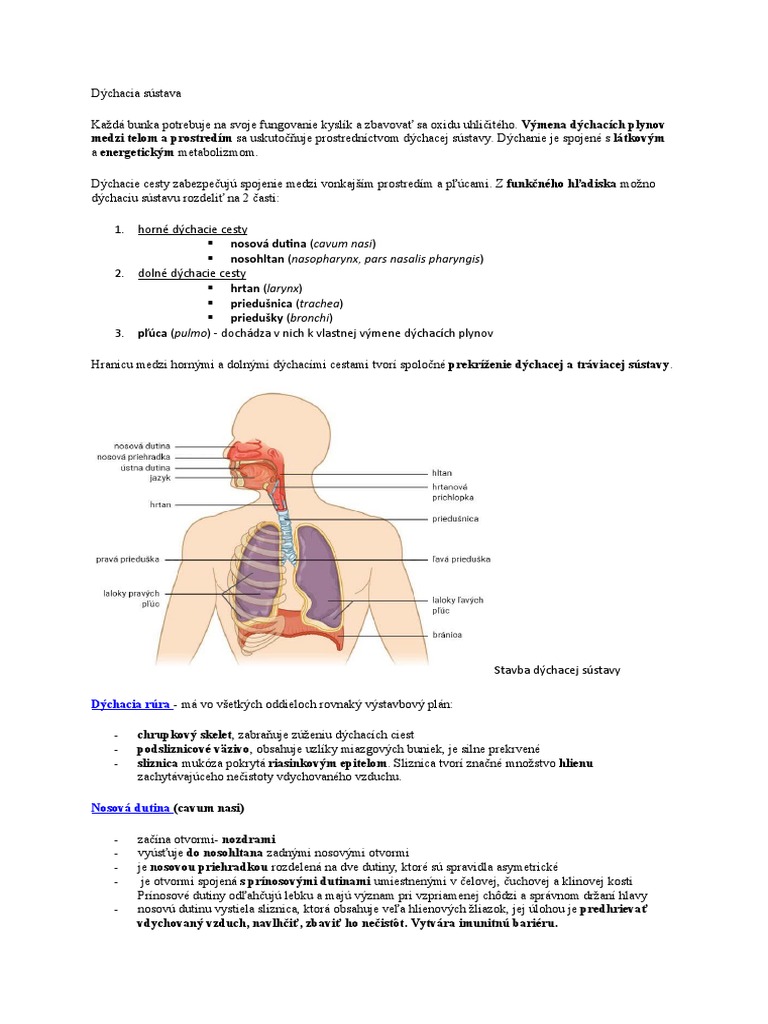 Dychacia Sustava Poznamky | PDF
