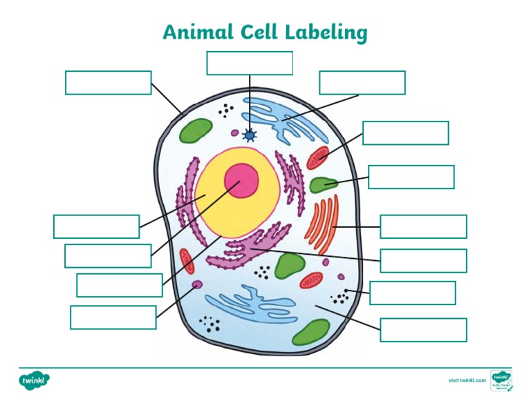 Animal Cell Labeling Activity Questions | PDF