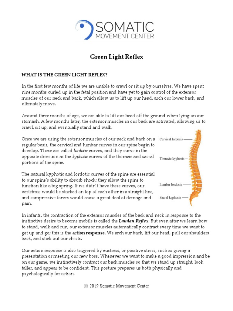 Green Light Reflex | PDF | Vertebral Column | Anatomical Terms Of Motion