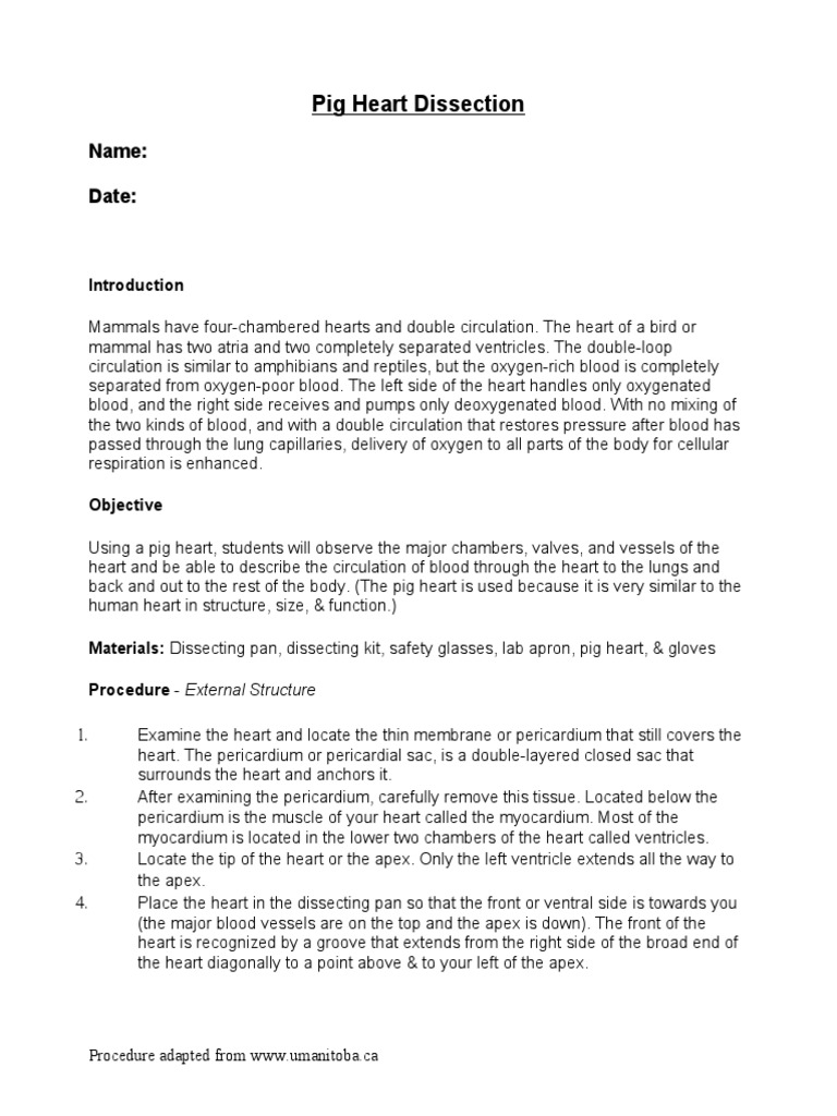 Pig Heart Dissection | PDF | Heart | Heart Valve
