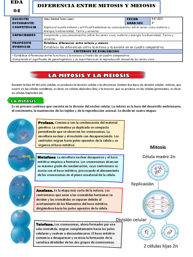 Ficha de Aplicación - Mitosis y Meiosis | Descargar gratis PDF | Mitosis | Mitosis