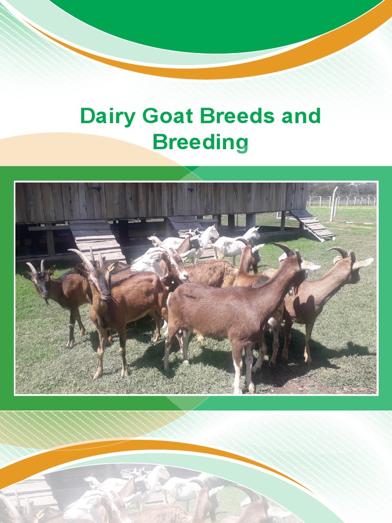 Dairy Goat Breeds and Breeding | PDF | Goat | Dairy