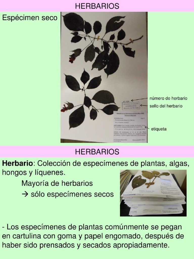 Herbario | PDF