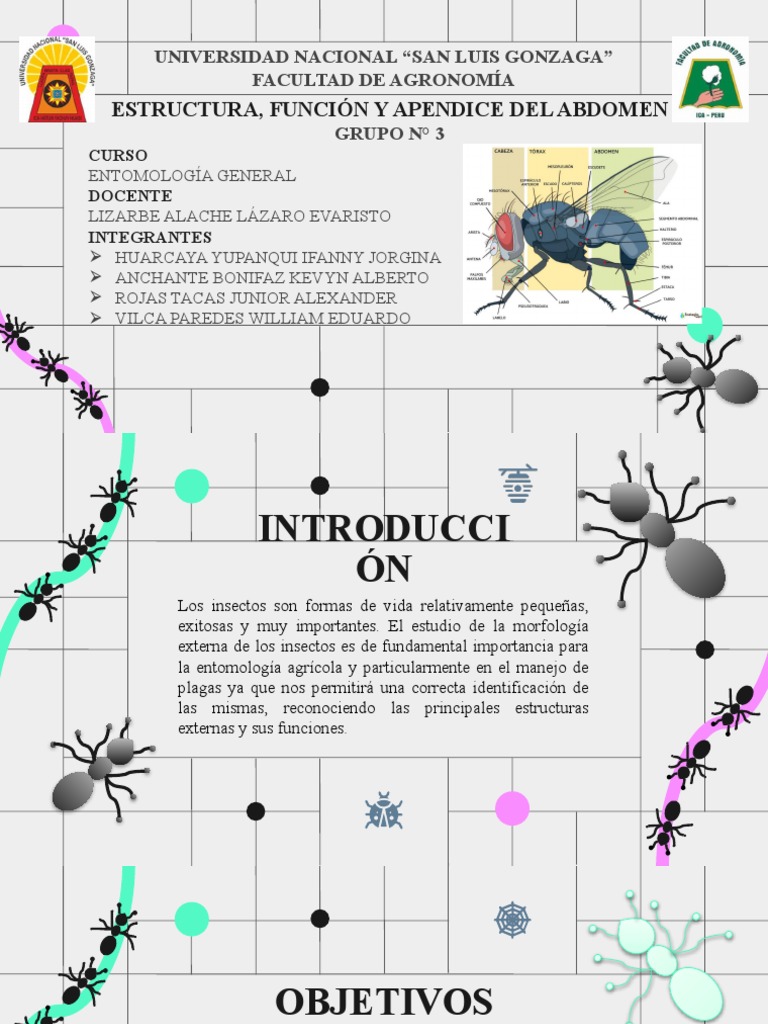 Entomología General - Exposición Tema 4 - Grupo 3-1 | PDF | Insectos | Abdomen