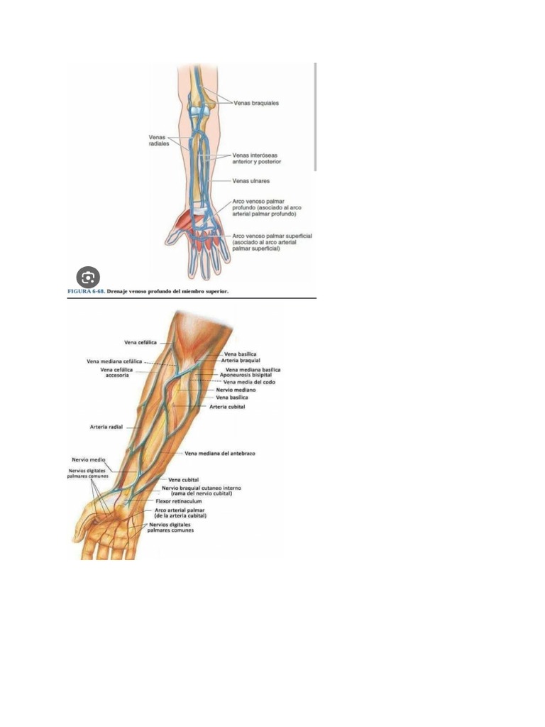 Venas, músculos del brazo, antebrazo y mano, y plexo braquial | PDF