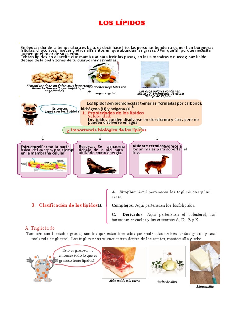 Los Lípidos para Sexto de Primaria | PDF | Lípido | Triglicéridos
