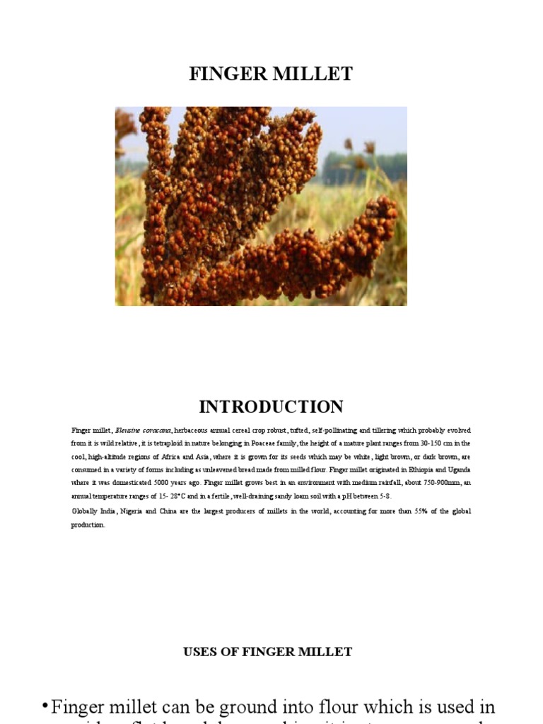 6 Finger Millet | PDF | Agriculture