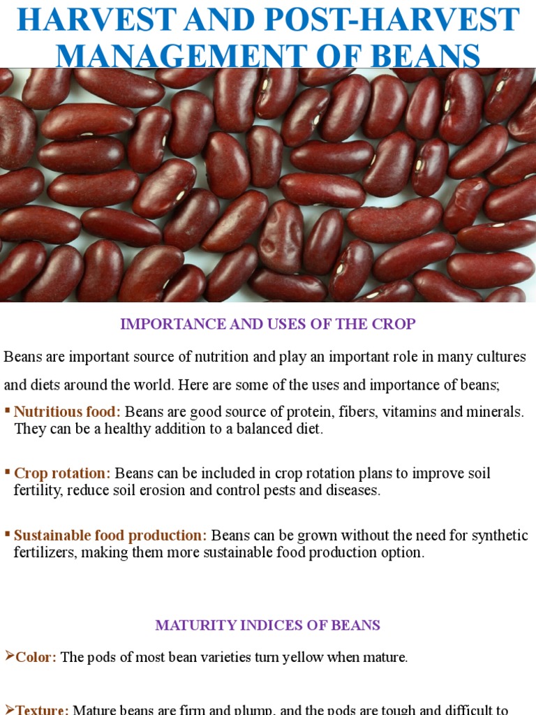 3 Beans | PDF | Agriculture | Food Industry