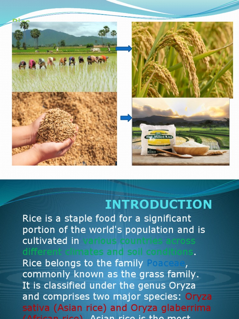 5 Rice | PDF | Rice | Cereals