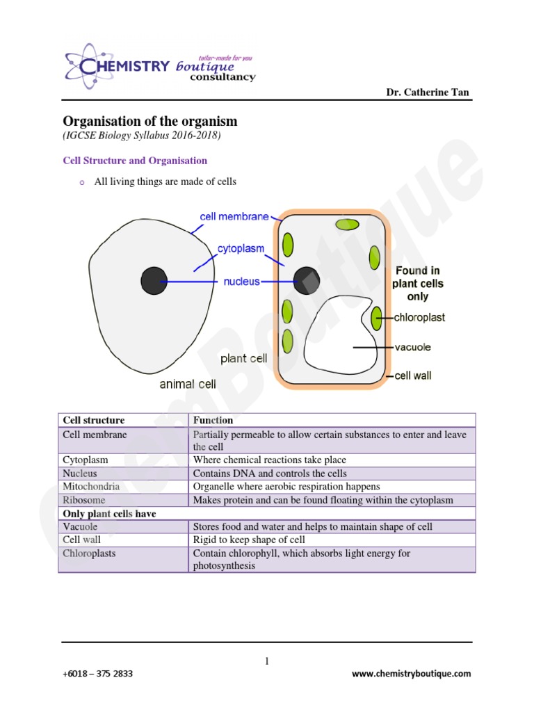 Levels of Biological Organization | PDF | Cell (Biology) | Tissue (Biology)