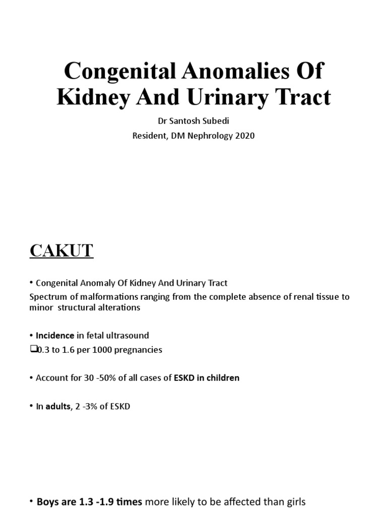 CAKUT | PDF | Anatomy | Medical Specialties