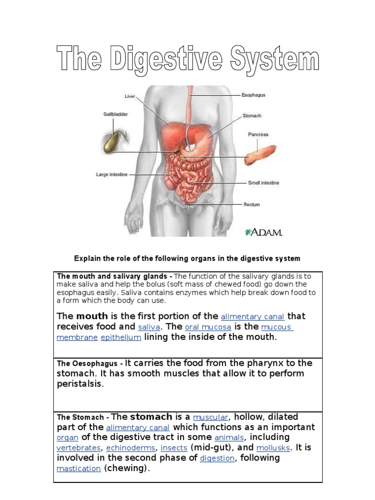 The Digestive System | PDF | Human Digestive System | Gastrointestinal ...