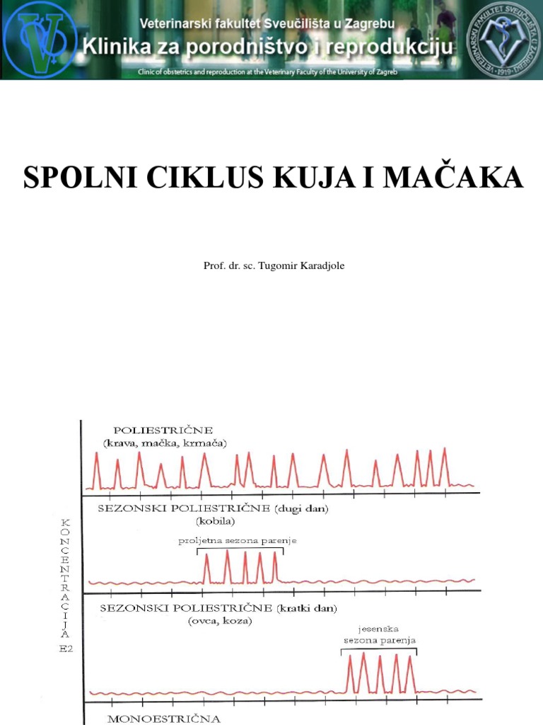 Spolni ciklus mačaka i ovulacija | PDF | Glands | Puberty