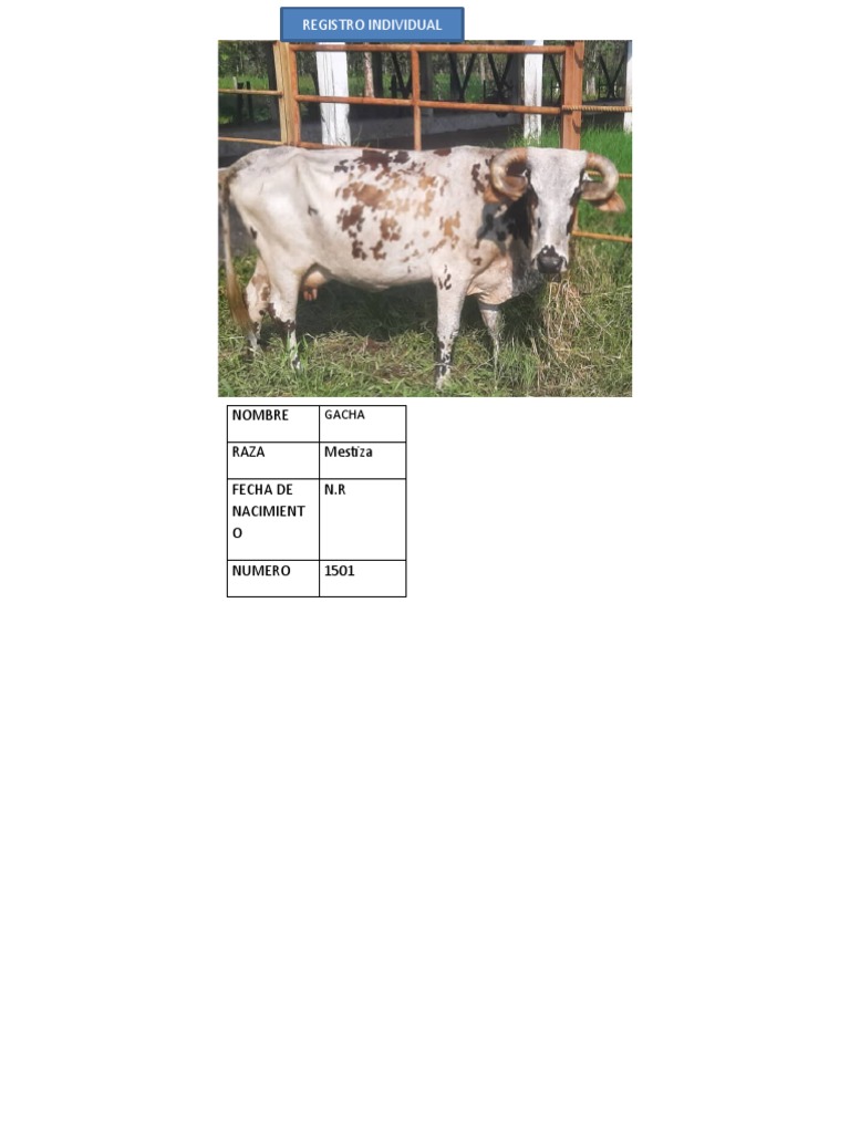 Fecha Individual de Las Vacas | PDF | Vacas | Ganado