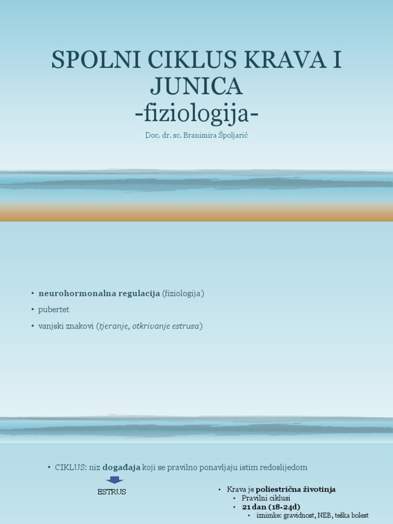 4. Spolni Ciklus Krava i Junica II | PDF