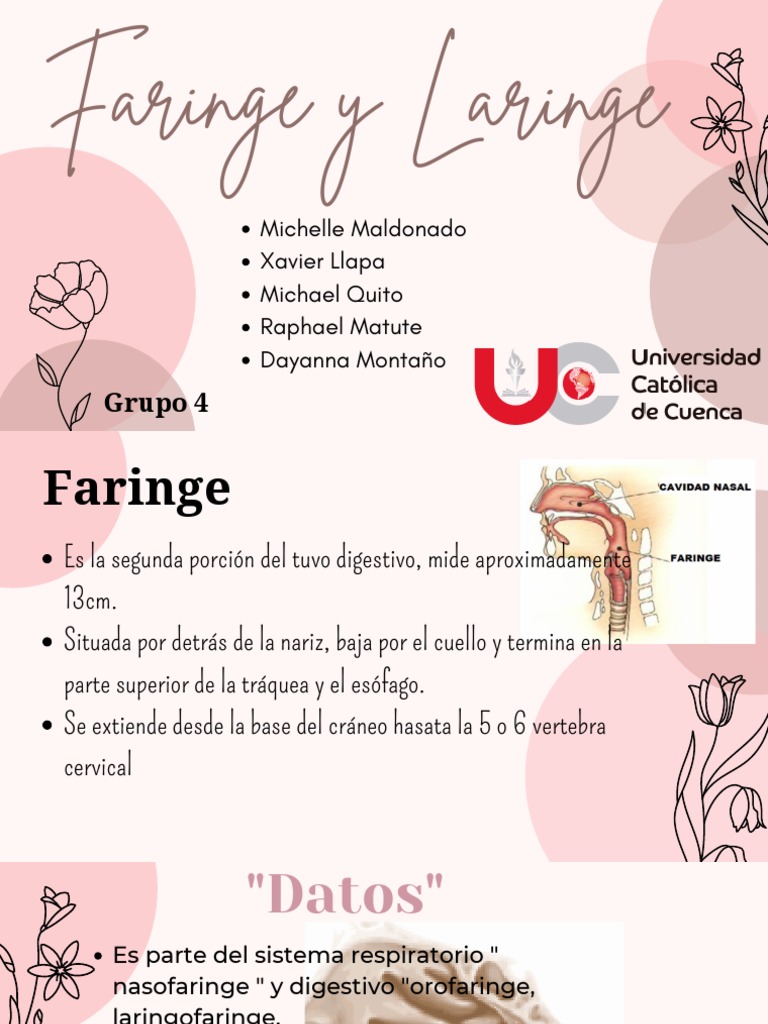 Anatomía y Función de Faringe y Laringe | PDF | Laringe | Esófago