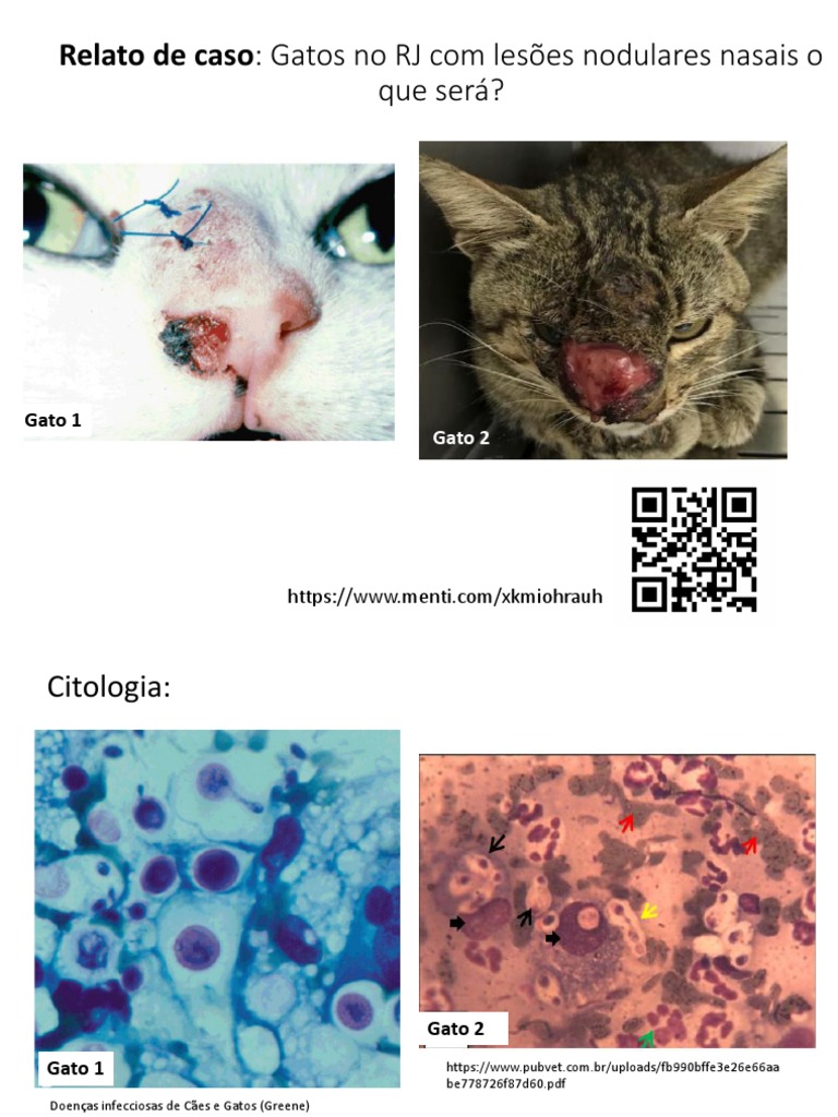 Cryptococcus e Histoplasma em Gatos | PDF | Causas de morte | Imunologia