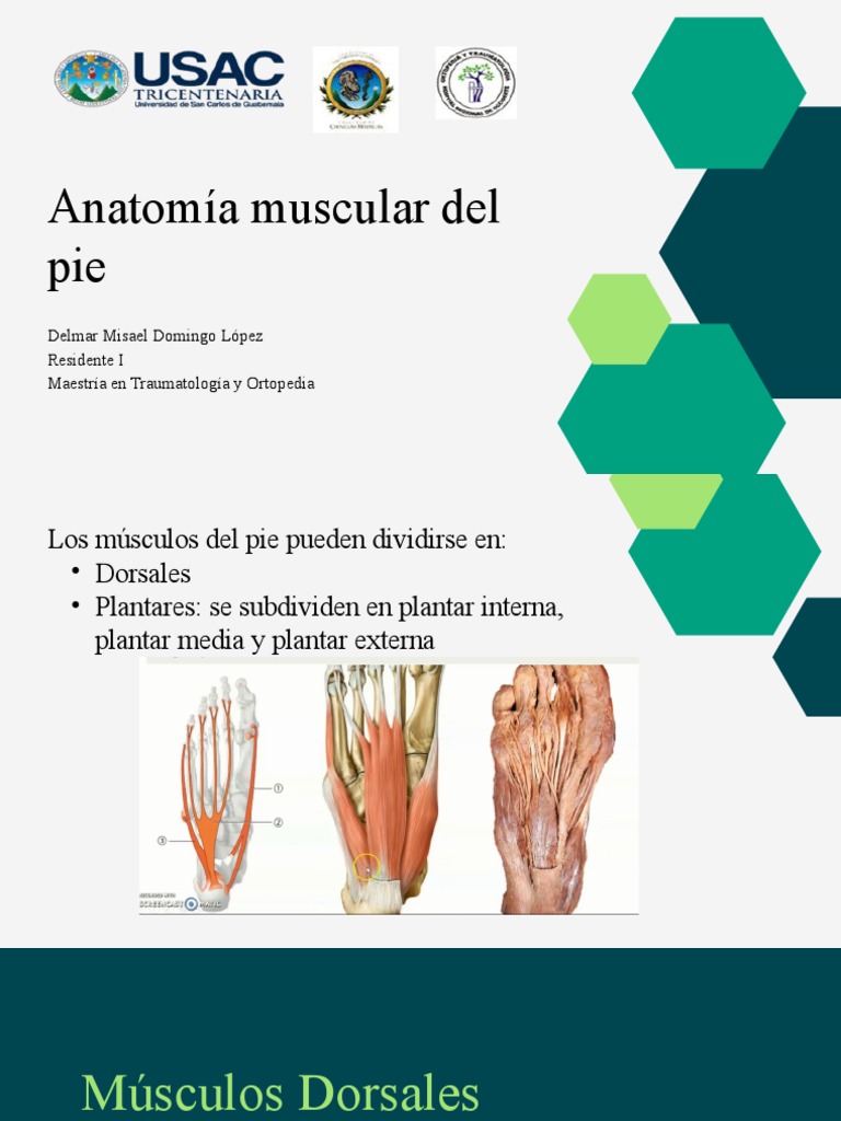 Presentación Anatomía Muscular Del Pie Completa | PDF | Pie | Mano