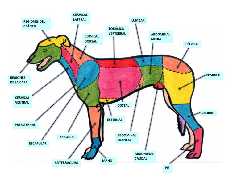 Topografía Canina - Regiones | PDF