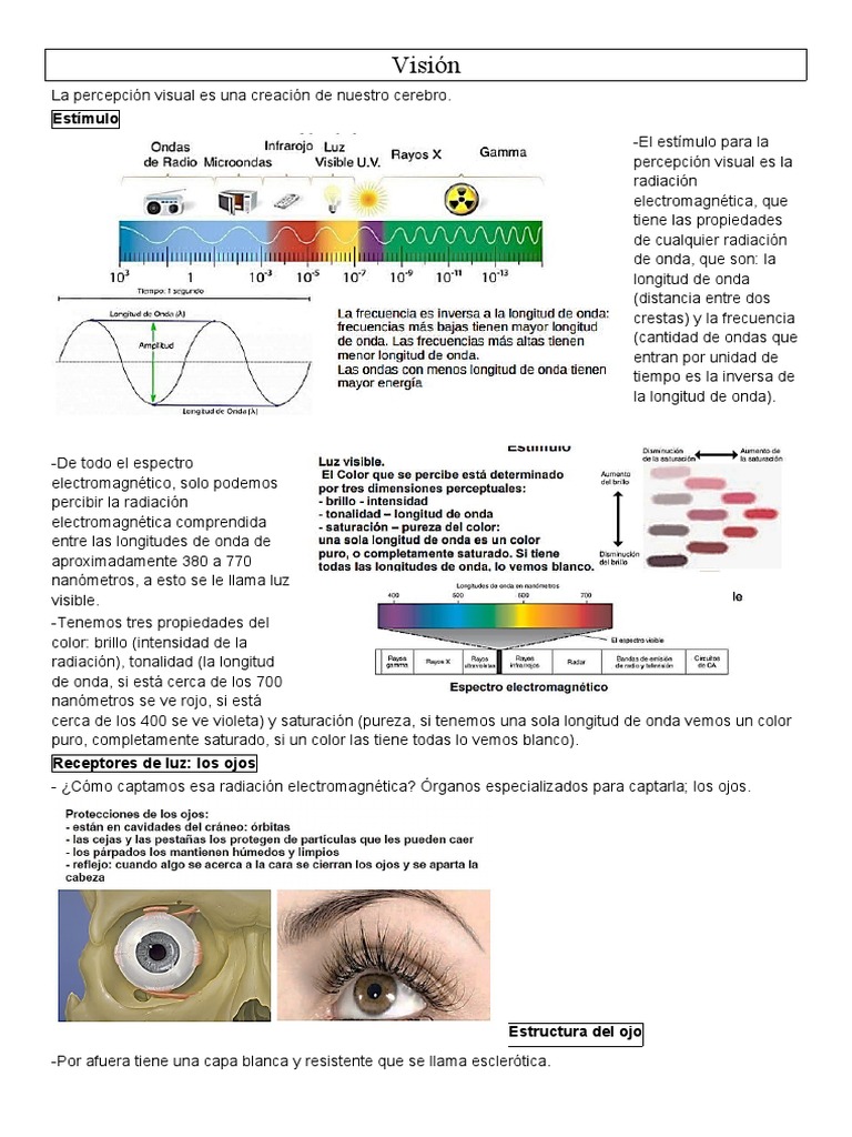 Función y Estructura de la Visión | PDF | Ojo humano | Percepción visual