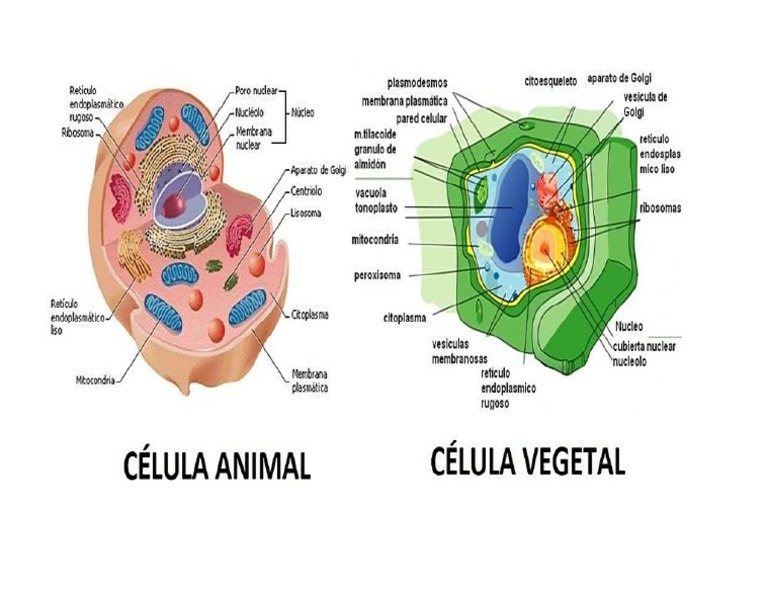 Celula Animal y Vegetal | PDF