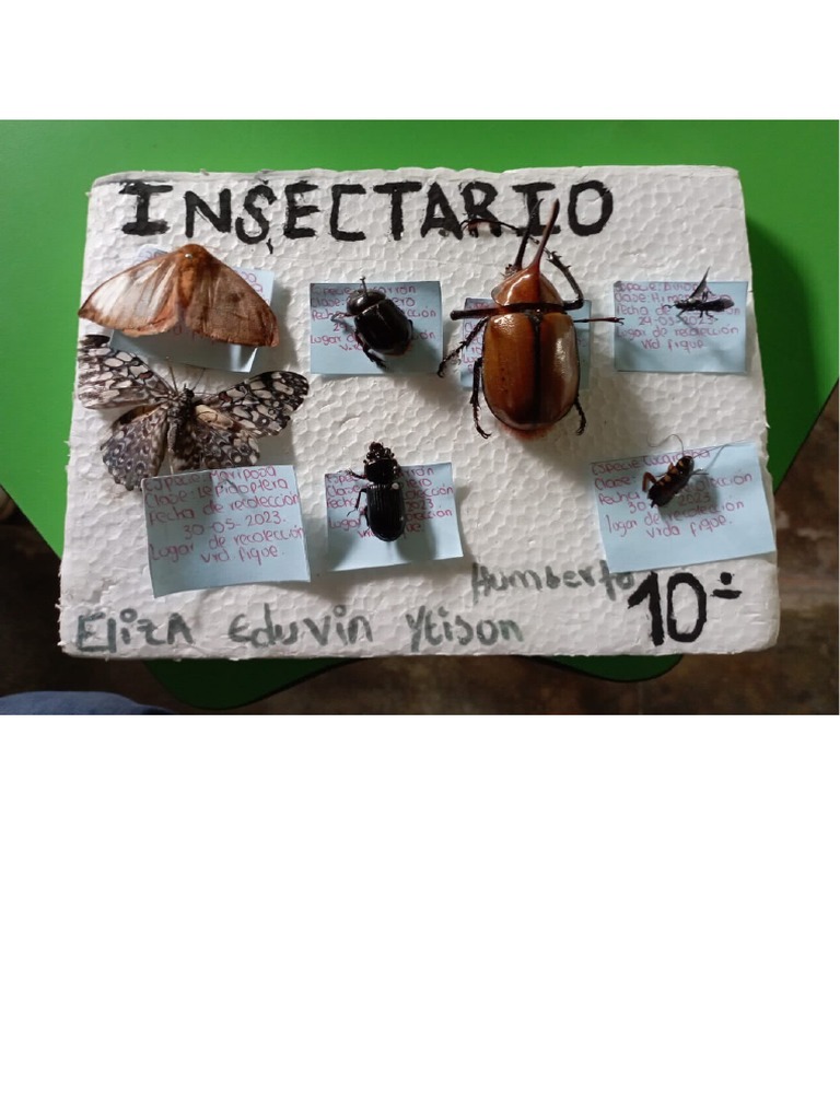 Insectario Principales Ordenes Clase Insecta | PDF