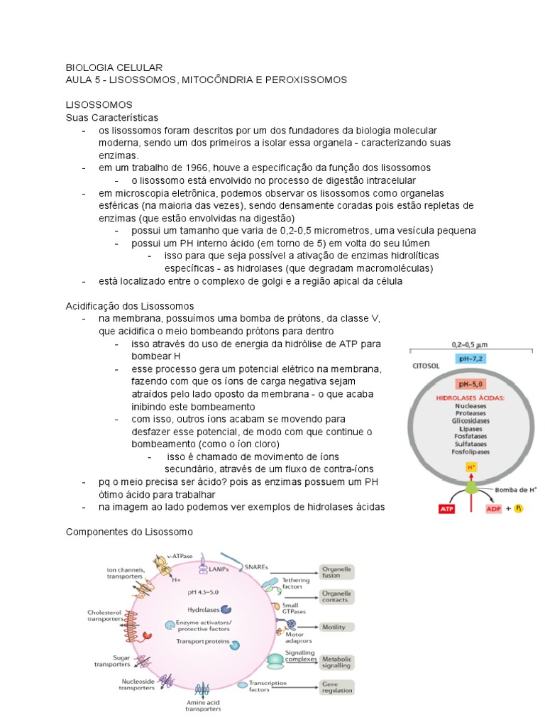 Aula 5 - Biocel | PDF | Lisossoma | Mitocôndria