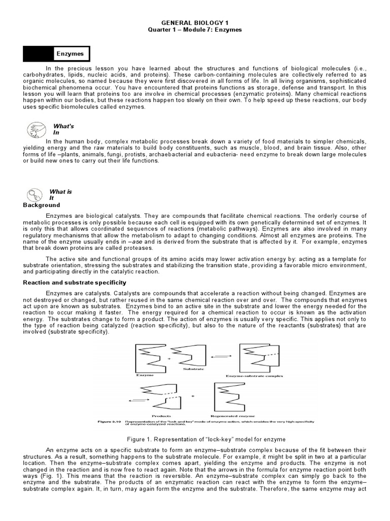 General Biology - Enzymes | PDF | Fat | Enzyme